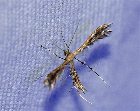 Buckleria Parvulus Wikipedia