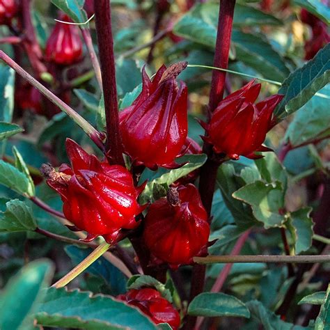 Hibiscus Sabdariffa Vinagreira Algarsementes
