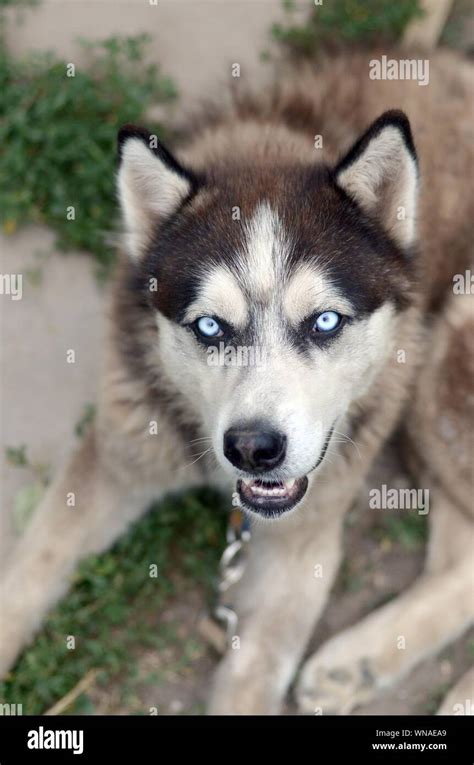 Alaskan Malamute With Blue Eyes The Arctic Malamute Is A Wonderful
