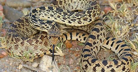 Gopher Snake Bull Snake And Timber Rattlesnake Compared Album On Imgur