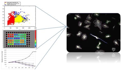 Quantitative Analysis Labeled Cells Imaging Cytometry