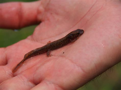 Tadami Clawed Salamander In July 2013 By Suzu Sato · Inaturalist