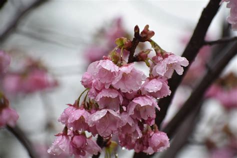 ソメイヨシノ開花 敷島のサクラのブログ
