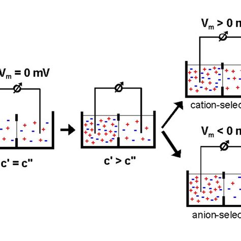 Setup For Quantitative Determination Of Ion Selectivity Download