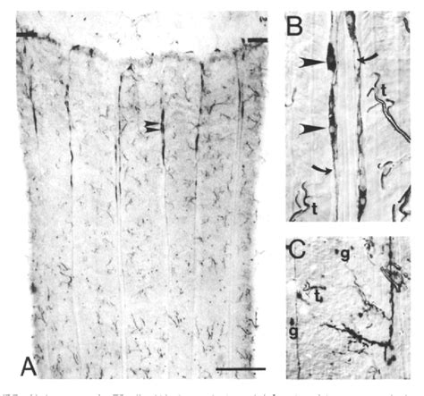 Structure Of Sympathetic Enteric Plexus Semantic Scholar
