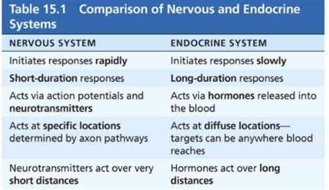 Endocrine System Flashcards Quizlet