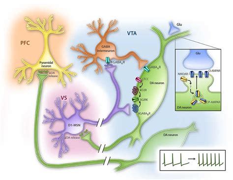 Ventral Tegmental Area Electrical Stimulation Of The Macaque Ventral