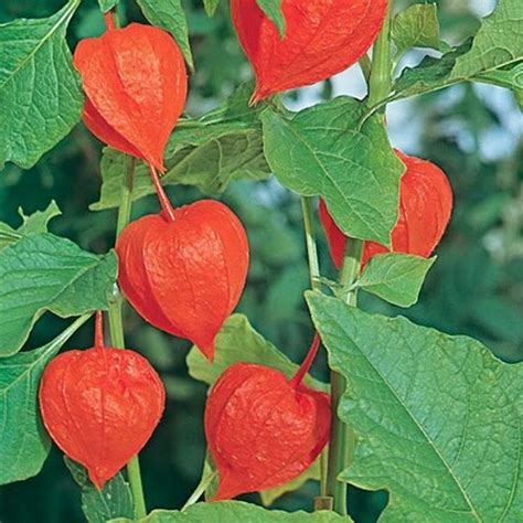 Discovering The Chinese Lantern Plant Australia Care Tips And Growing