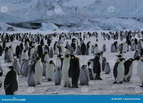 Colony Of Emperor Penguins Stock Image Image Of Ross Penguin 681809
