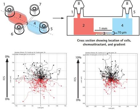 Cell Migration And Invasion Assays