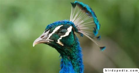 Is The Pink Peacock Real Truth Behind Their Existence