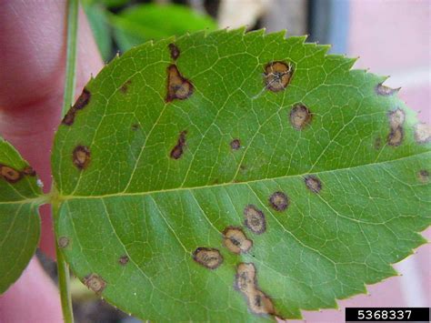 10 Common Rose Problems And How To Fix Them
