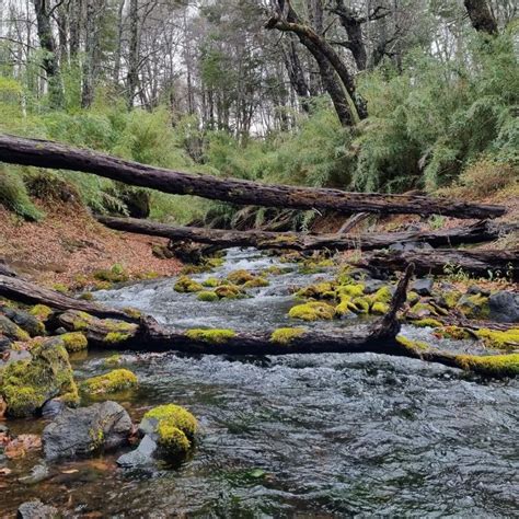 Conguillio National Park Best Places To Visit And Travel Tips