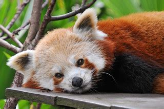 Should I Sleep Or Not Cute Red Panda Lying On Its Platf Flickr