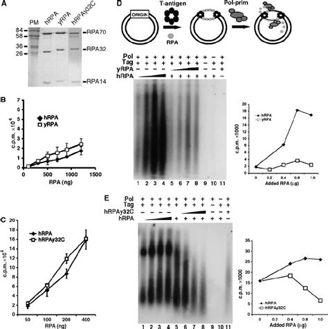 Tag Interaction With Rpa70ab Actively Loads Human Rpa Onto Ssdna During