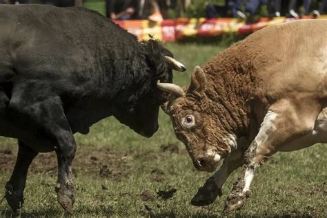 تصاویر؛ میرنسا، دختر پیشتاز در دنیای سنتی گاوبازی بوسنی
