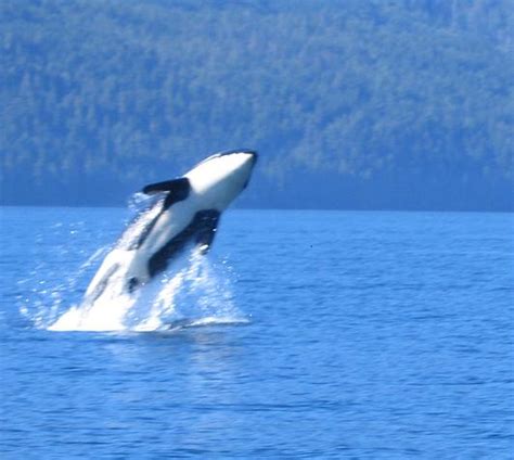 Killer Whale Breach Grizzly Bear Tours And Whale Watching Knight Inlet
