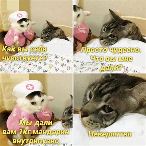 Пин на доске ахаха Веселые мемы Забавные зверюшки Смешные мемы