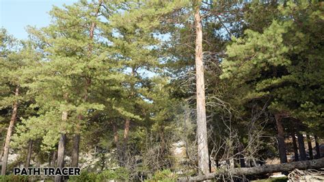 Artstation Realistic Pine Trees Game Assets
