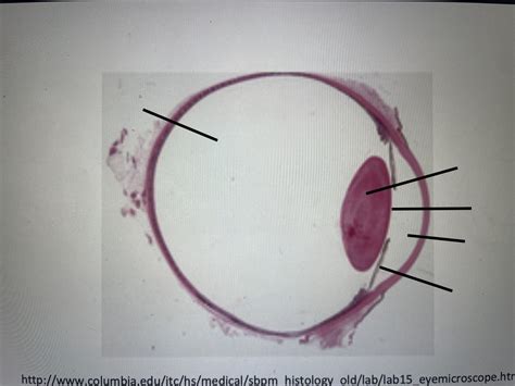 Eye Pt 2 Diagram Quizlet