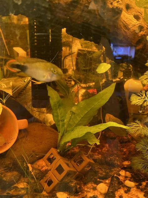 Microsorum Pteropus Red Red Java Fern Aquarium Plants Factory®