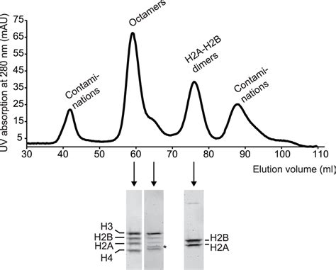 Histone Octamer Assembly Histones Purified According To The Rhp