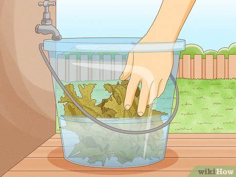 How To Make Liquid Seaweed Fertilizer Fresh And Dried Seaweed