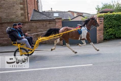 جشنواره ارابه‌های دست‌ساز با اسب‌های خاص در خیابان تصاویر