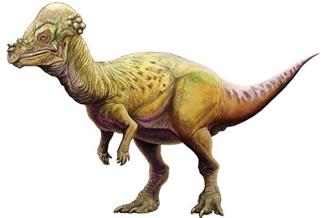 Oldest And Most Complete Dome Headed Dinosaur Discovered In Mongolia