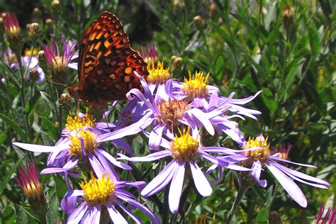 Cascade Aster Flowers Of Rainier