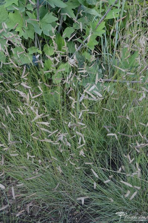 Bouteloua Gracilis Perenniculum