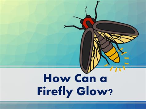 How Can A Firefly Glow ChemistryViews