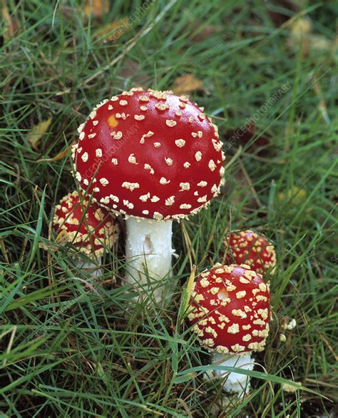 Fly Agaric Mushrooms Stock Image B2501006 Science Photo Library