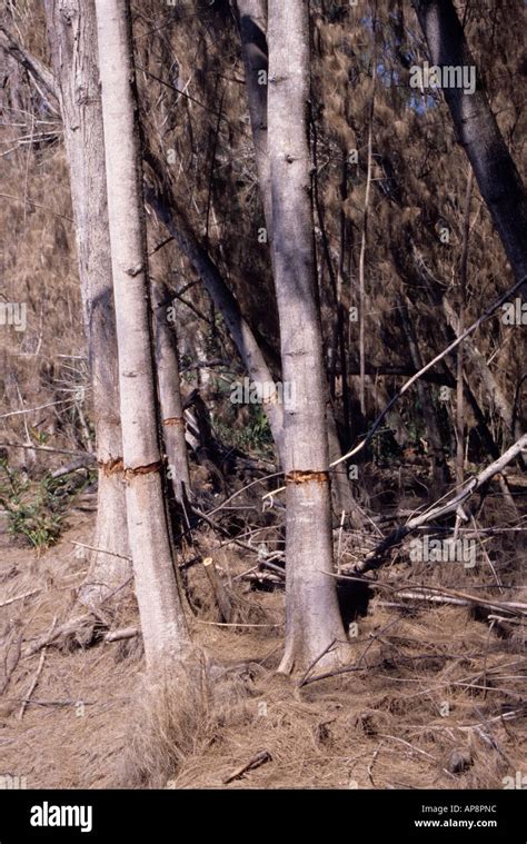Invasive Species That Kill Trees At Kimberly Potter Blog