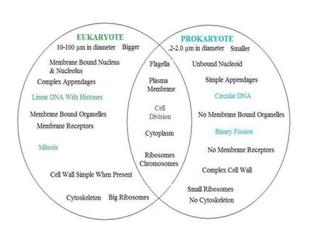 Dna Vs Rna Venn Diagram Comparing Types Of Genetic Informationstructure