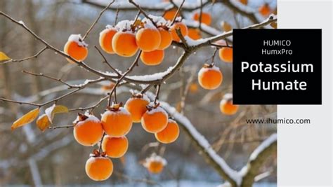 What Is The Best Organic Fertilizer For Persimmon Trees When And How To