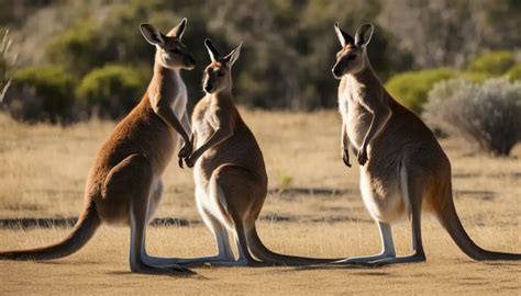 When Is The Mating Season For Kangaroos And What Happens During It