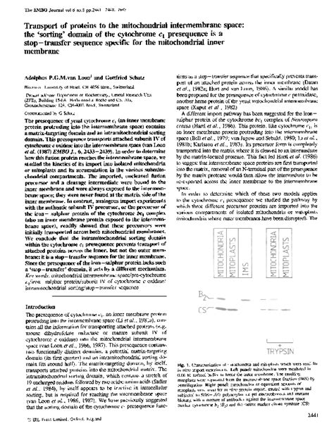 Pdf Transport Of Proteins To The Mitochondrial Intermembrane Space The ‘sorting Domain Of