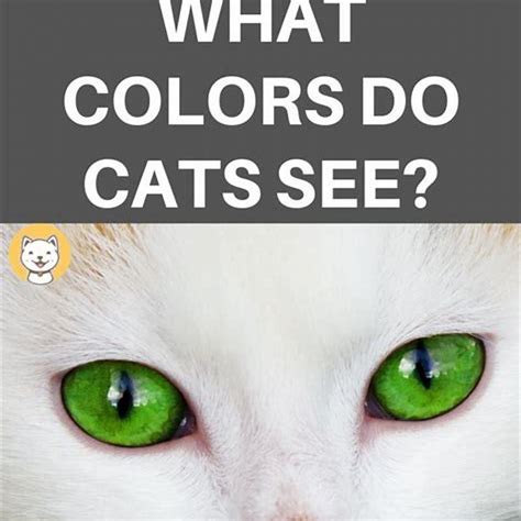 What Colors Cats See Best Diy Seattle