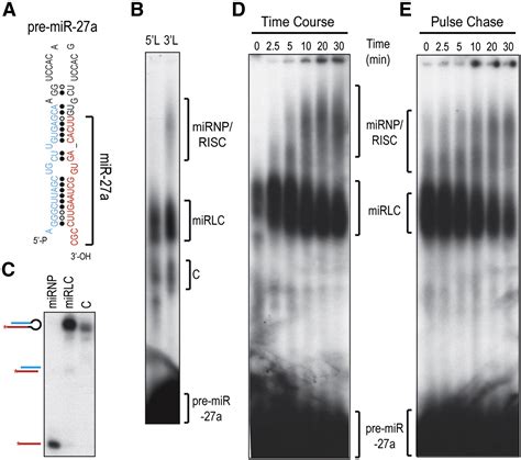 Precursor Microrna Programmed Silencing Complex Assembly Pathways In