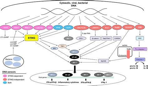 Figure 2 From The Role Of Nucleic Acid Sensing In Controlling Microbial