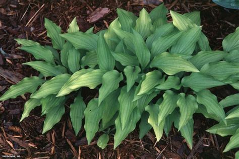 Hosta Varieties For Your Shade Garden Hgtv