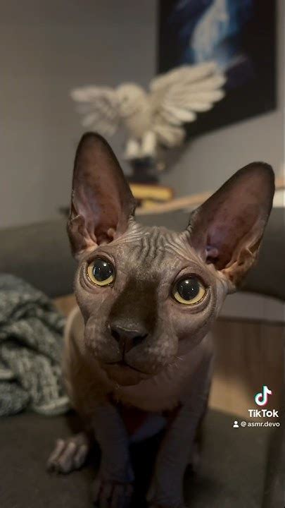 Asmr Sphinx ️ Youtube