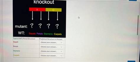 Solved Regulatory Network In Fioral Development Mutations In