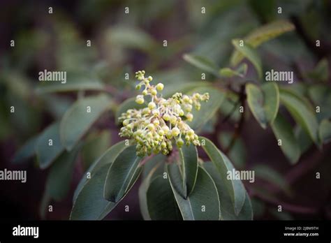 Flowers Of Arbutus Andrachne Commonly Called The Greek Strawberry Tree