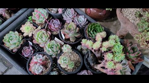 다육이 살균제와 살충제 주기 Youtube
