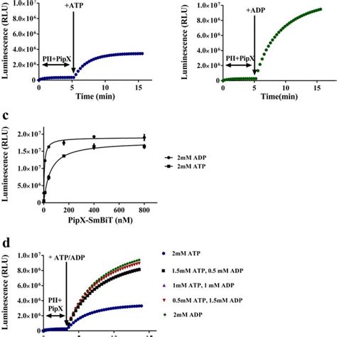 Dissociation Constants Nm Of Pii Lgbit Fusion Variants With Download Scientific Diagram