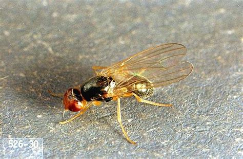 Carrot Carrot Rust Fly Pacific Northwest Pest Management Handbooks