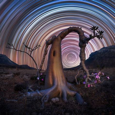 سقطرا، جایی که درختان خون می‌گریند کجارو