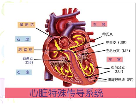 心脏传导阻滞word文档在线阅读与下载无忧文档